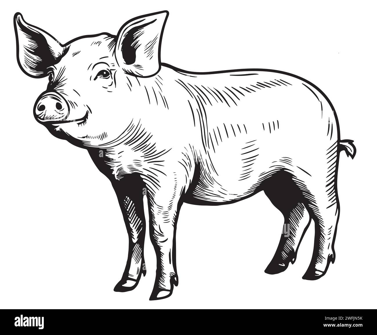 Sketch of a pig. Vector vintage illustration hand drawn large fat pig ...