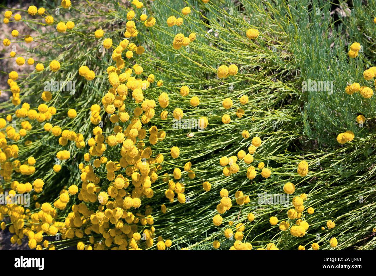 Santolina rosmarinifolia santolina hi-res stock photography and images ...