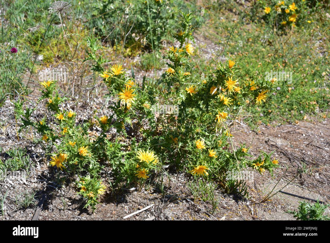 Spanish oyster thistle (Scolymus hispanicus) is a biennial or perennial ...