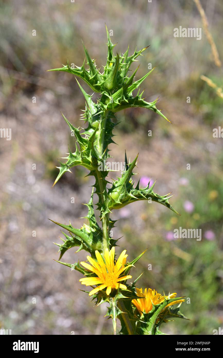 Spanish oyster thistle (Scolymus hispanicus) is a biennial or perennial ...