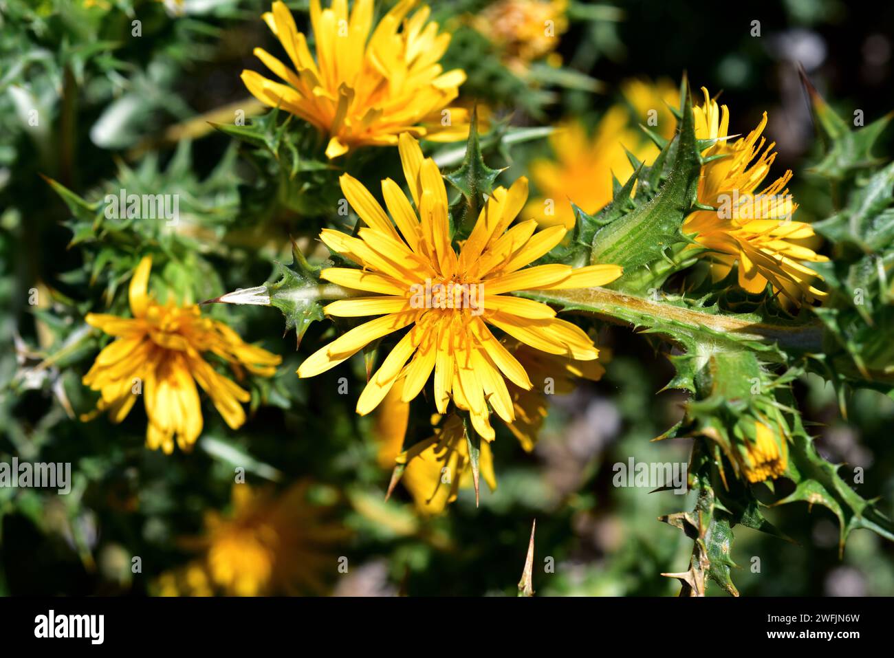Spanish oyster thistle (Scolymus hispanicus) is a biennial or perennial ...