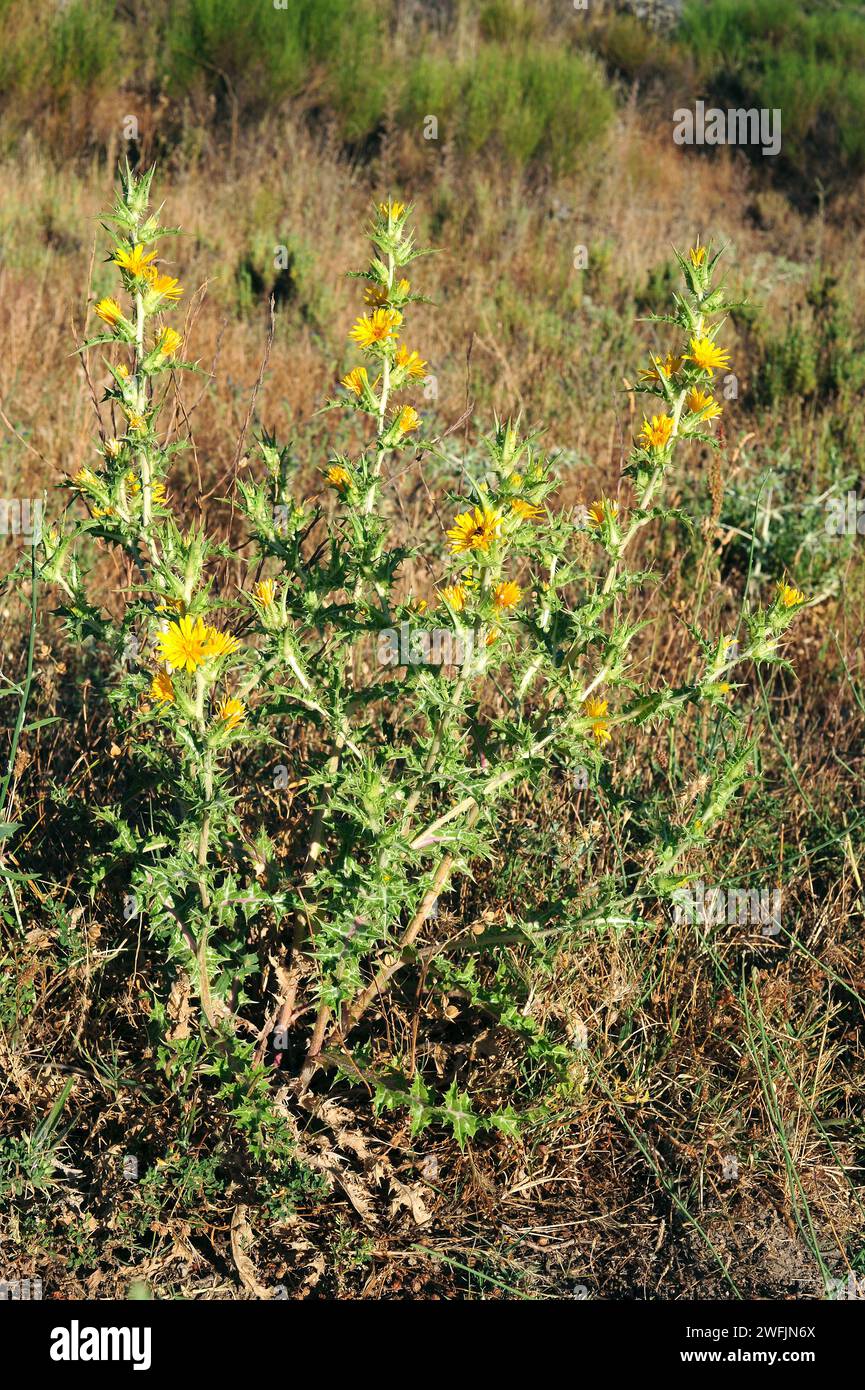 Spanish oyster thistle (Scolymus hispanicus) is a biennial or perennial ...