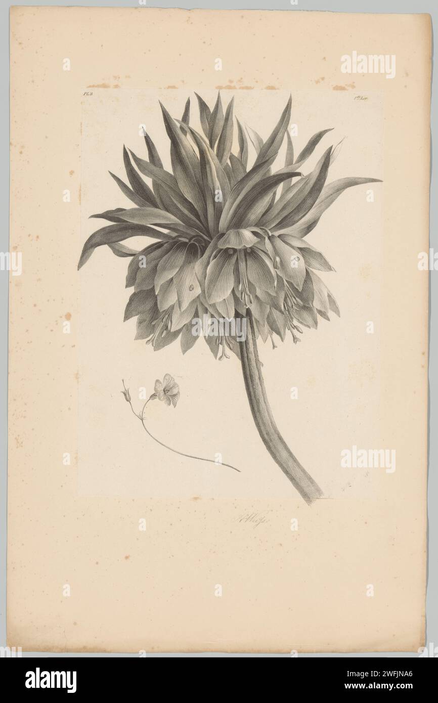 Bloem op Steel, Anton Weiss, 1820 - 1833 print Above numbered 1st Lev ...