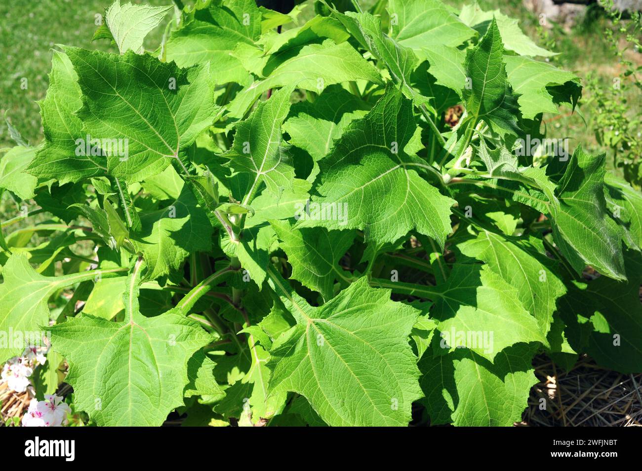 Yacon or Peruvian ground apple (Smallanthus sonchifolius) is a ...