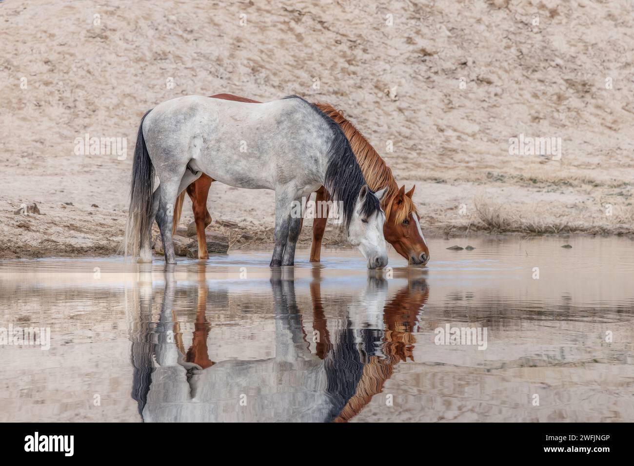 The Onaqui Mountain wild horse herd have a slight to moderate build and ...