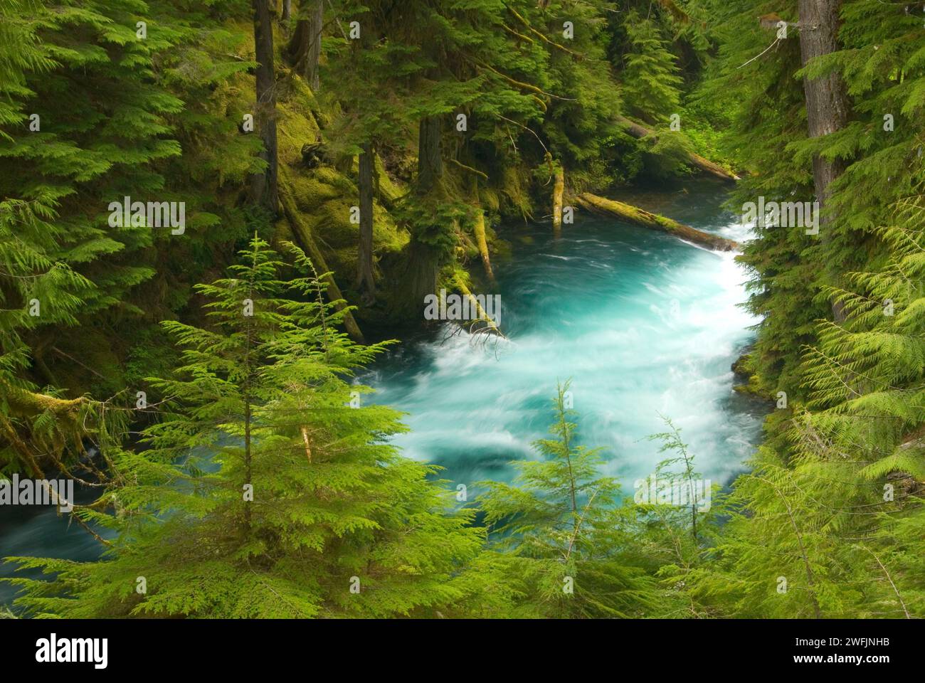 Upper McKenzie Wild and Scenic River, Willamette National Forest ...