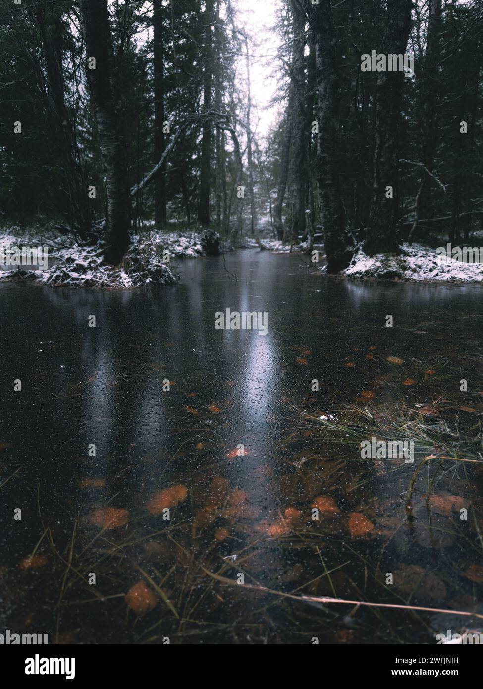 A lone individual strolling through a snowy forest, following a frozen ...