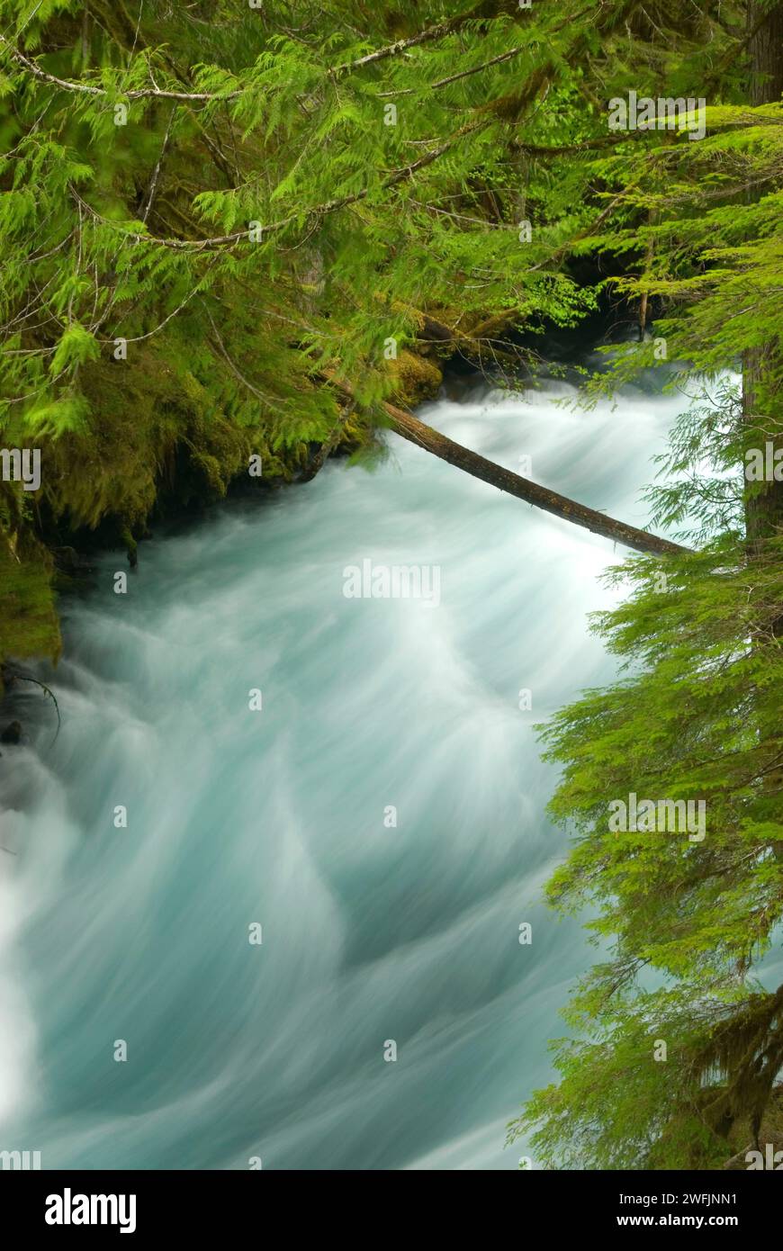 Upper McKenzie Wild and Scenic River, Willamette National Forest ...