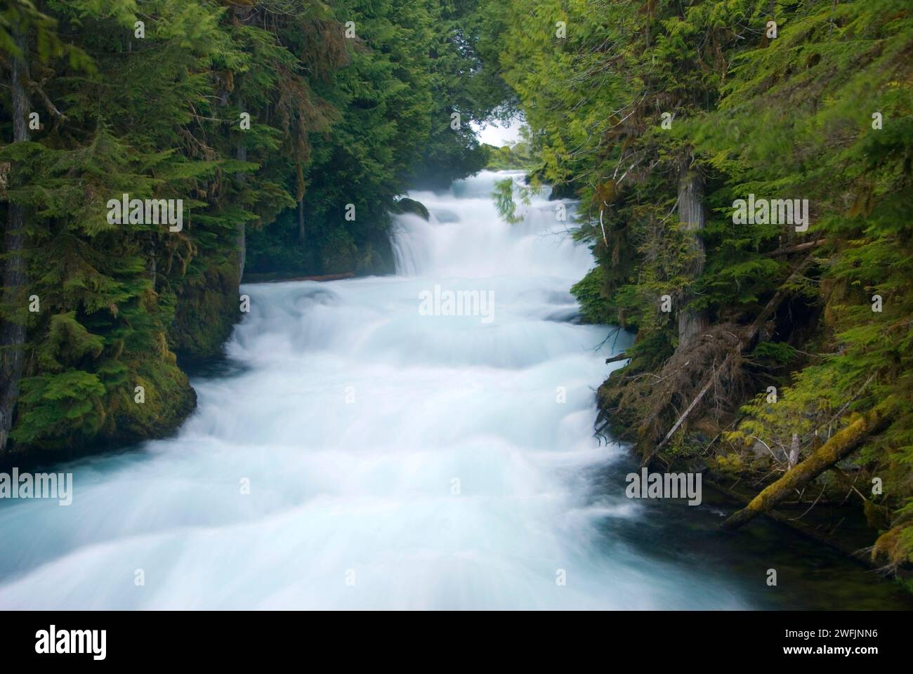 Upper McKenzie Wild and Scenic River, Willamette National Forest ...