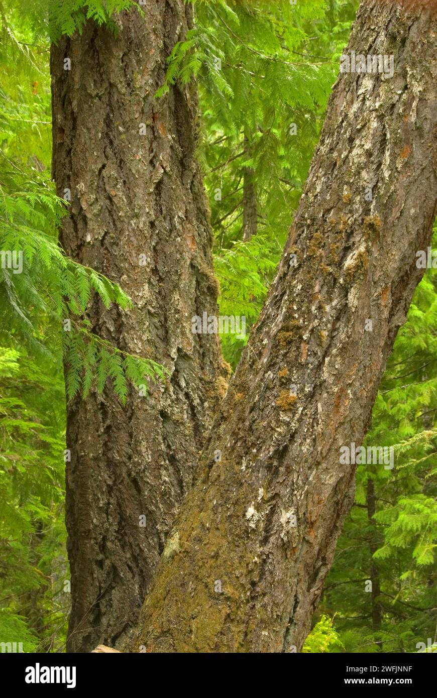 Douglas fir trunks, McKenzie Wild and Scenic River, Willamette National ...