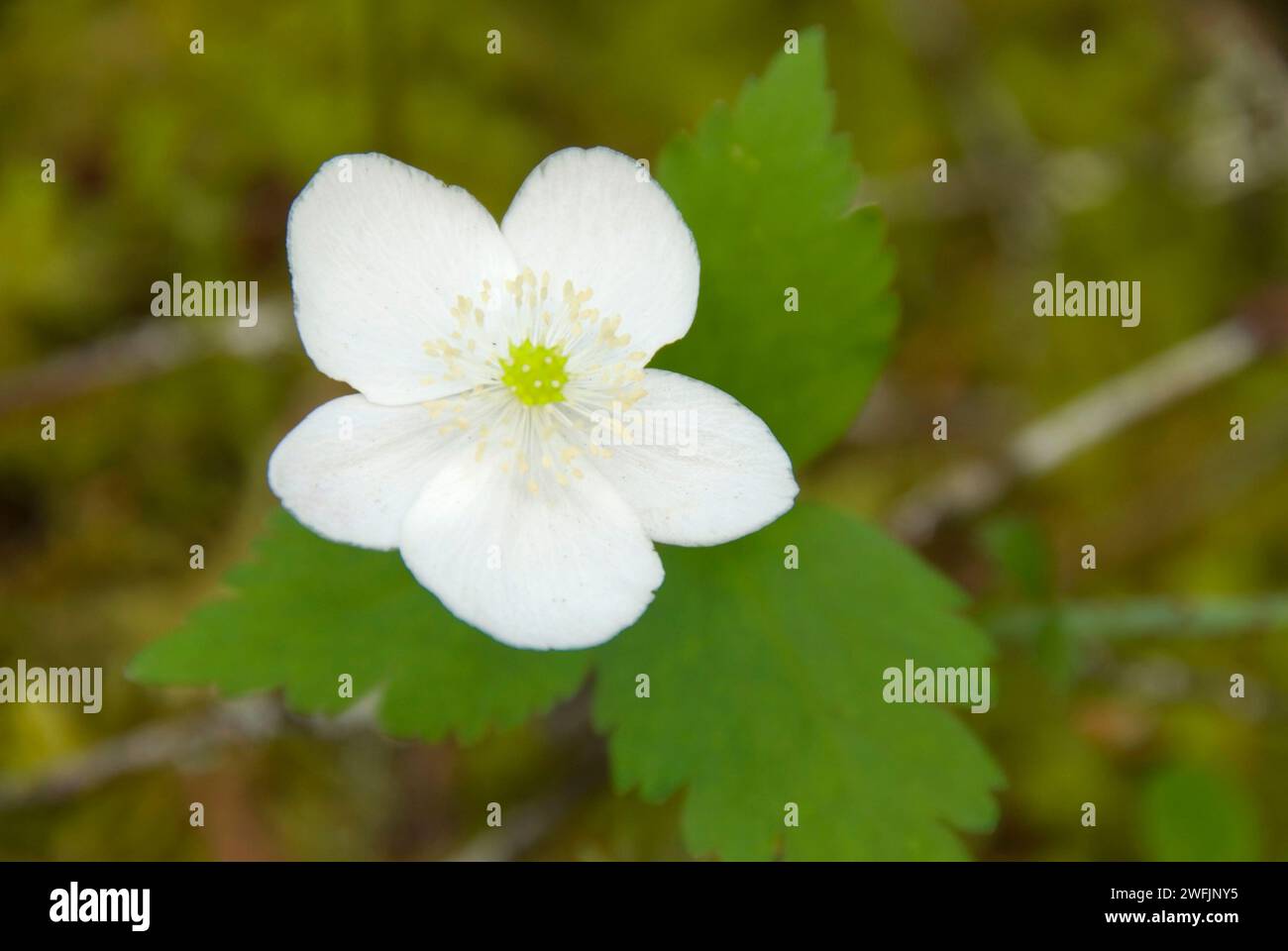 Columbia windflower (Anemonastrum deltoideum), McKenzie Wild and Scenic ...