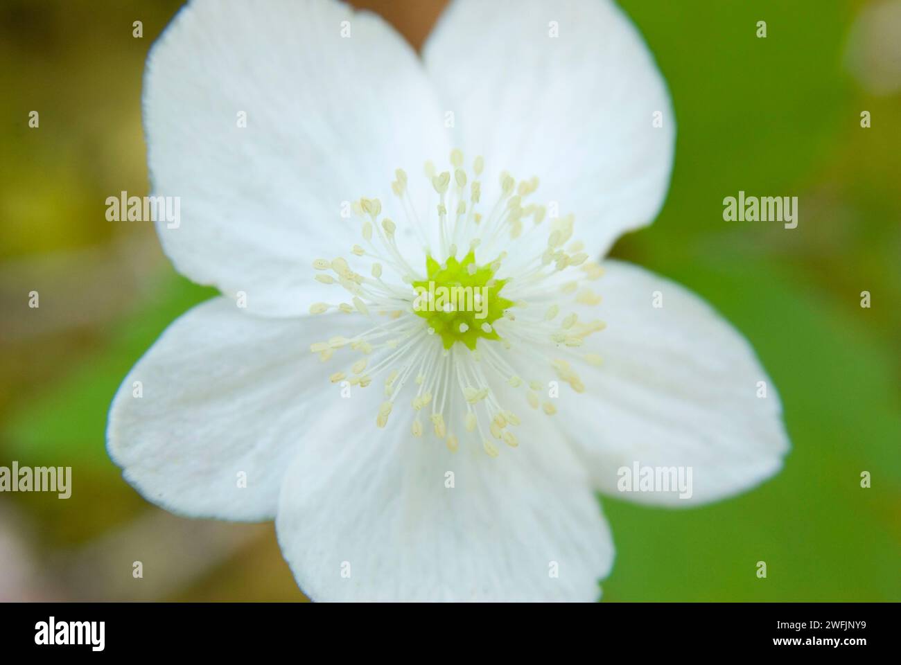Columbia windflower (Anemonastrum deltoideum), McKenzie Wild and Scenic ...
