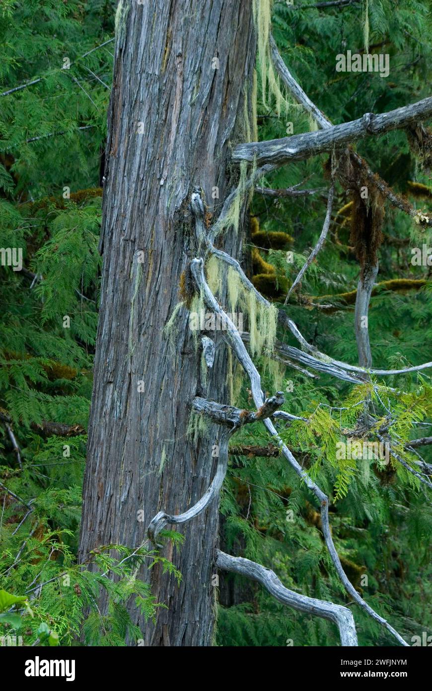 Red cedar, McKenzie Wild and Scenic River, Willamette National Forest ...