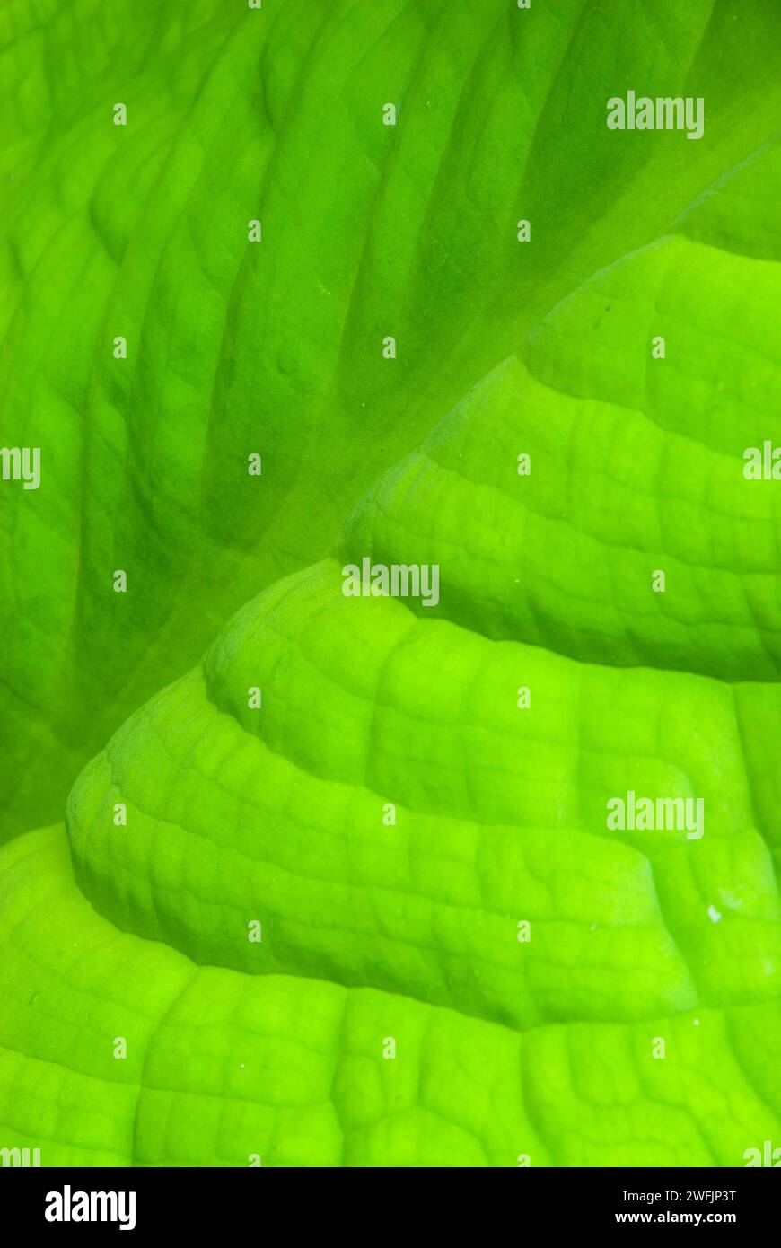 Skunk cabbage along Daly Lake Trail, Willamette National Forest, Oregon ...