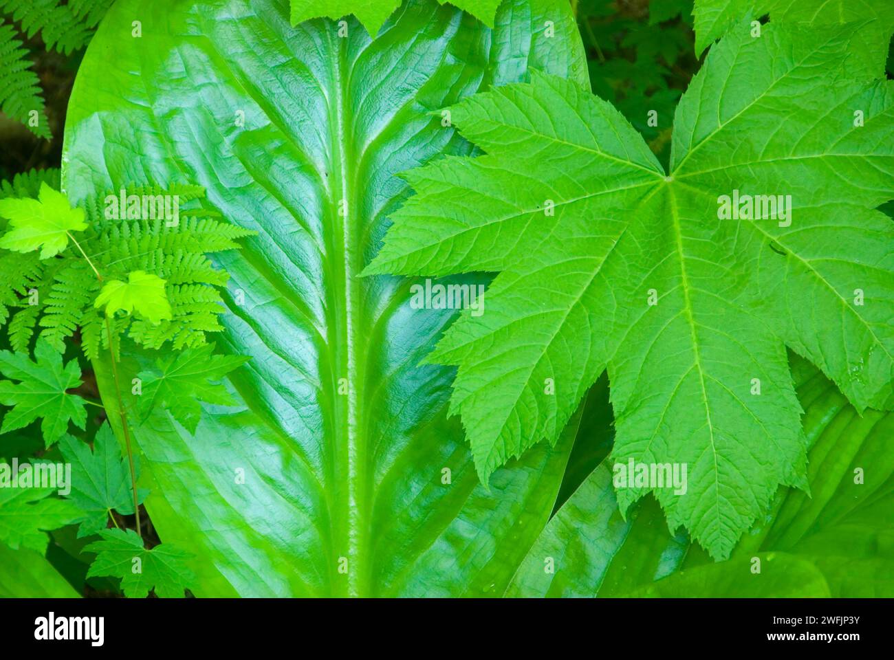 Skunk cabbage & Devil's club along Daly Lake Trail, Willamette National ...