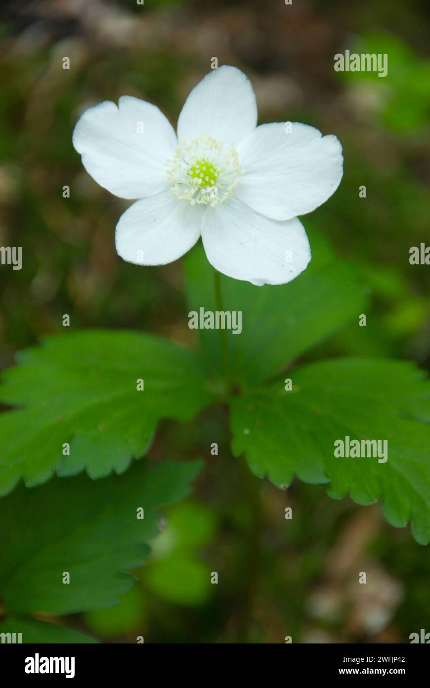 Columbia windflower (Anemonastrum deltoideum) along Daly Lake Trail ...