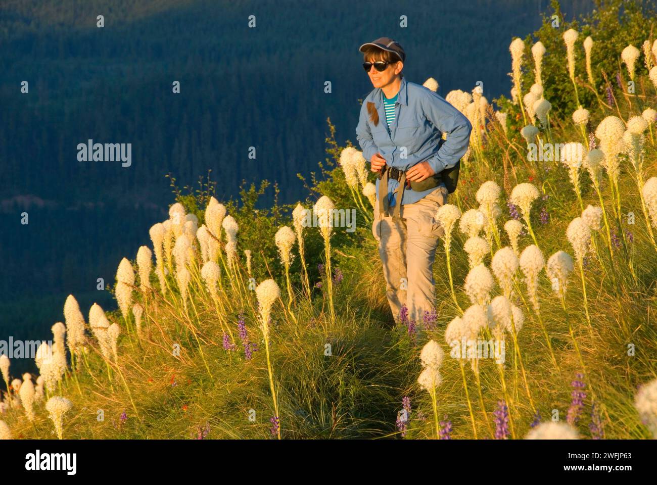 Beargrass (Xerophyllum tenax) bloom along Coffin Mountain Trail ...