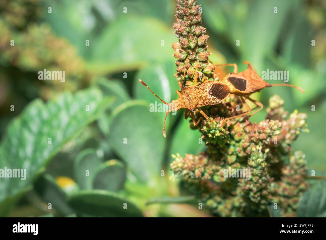 Spined soldier bug (Podisus maculiventris), Cape Town, South Africa ...
