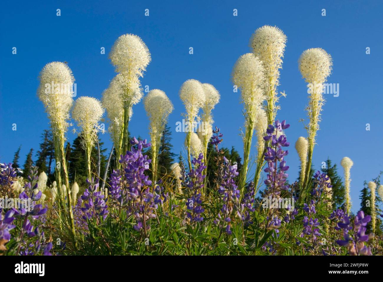 Beargrass (Xerophyllum tenax) bloom along Coffin Mountain Trail ...