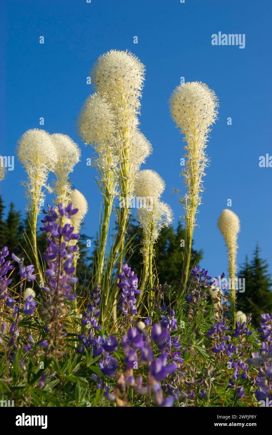 Beargrass (Xerophyllum tenax) bloom along Coffin Mountain Trail ...