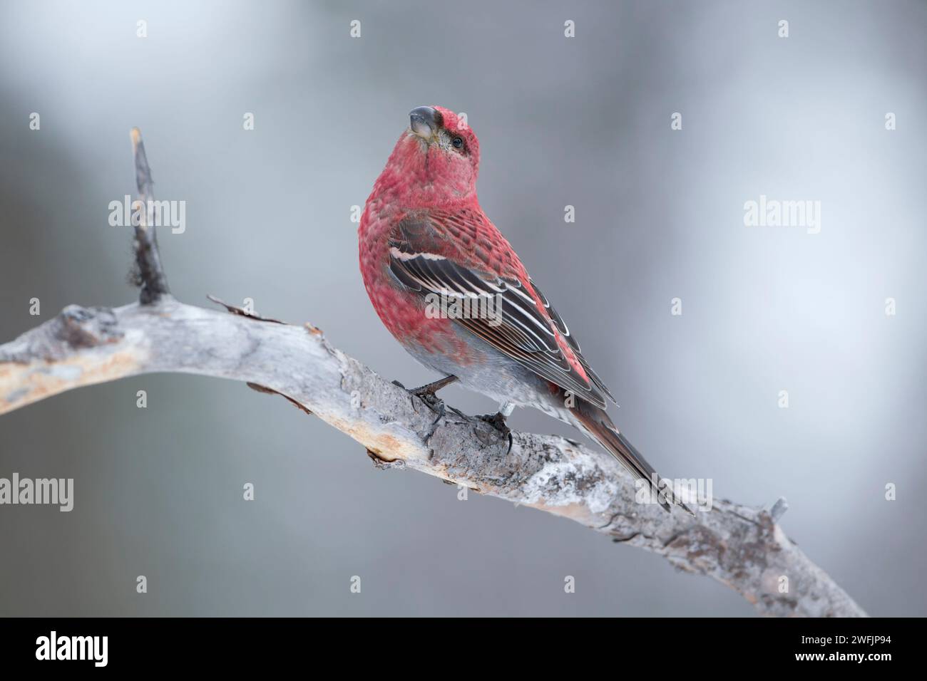 Grey and pink plumage hi-res stock photography and images - Alamy