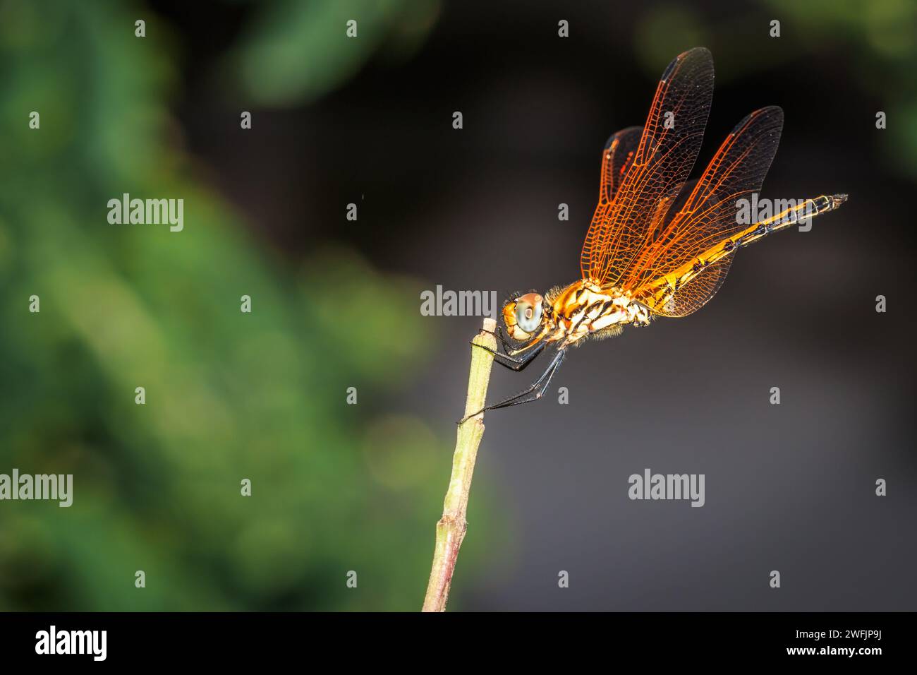Orange Wandering glider Dragonfly (Pantala flavescens) sitting on green ...