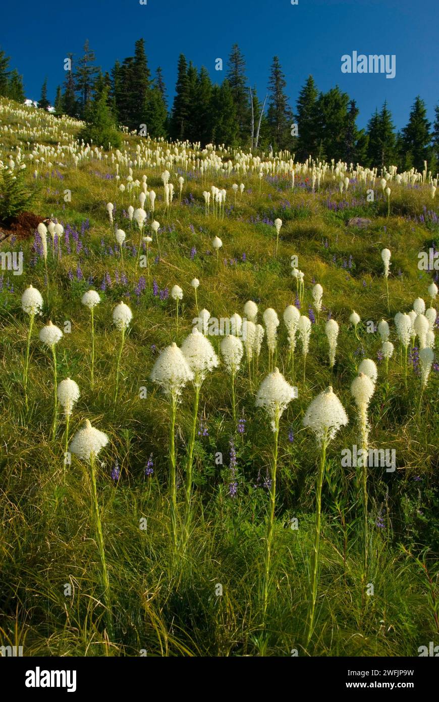 Beargrass (Xerophyllum tenax) bloom along Coffin Mountain Trail ...