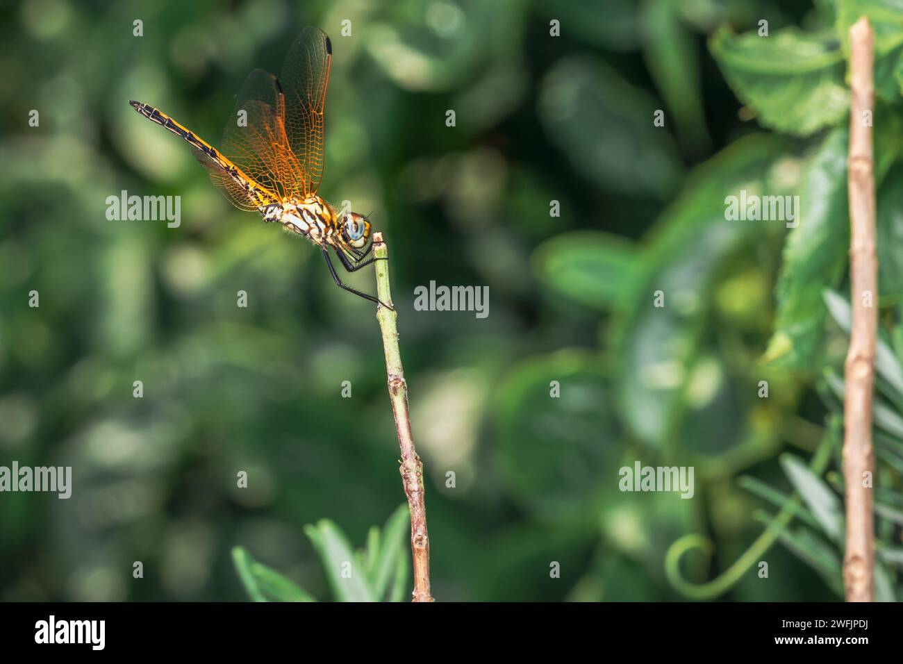 Orange Wandering glider Dragonfly (Pantala flavescens) sitting on green ...