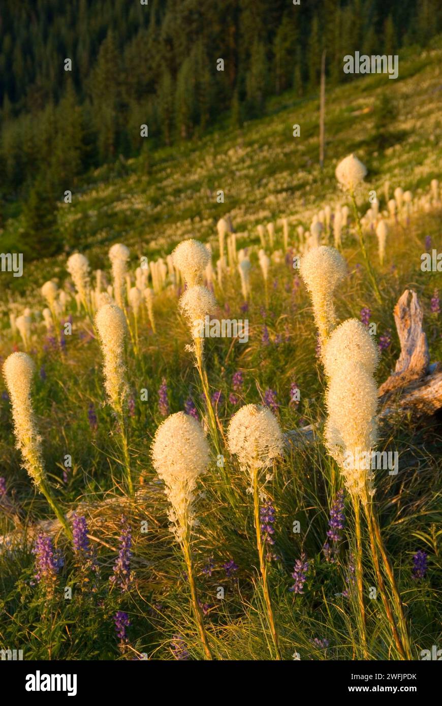 Beargrass (Xerophyllum tenax) bloom along Coffin Mountain Trail ...