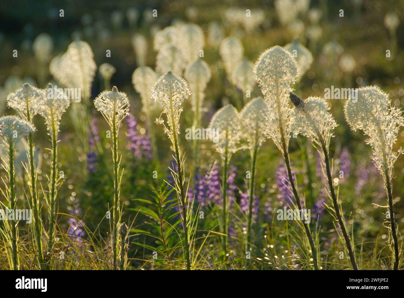 Beargrass (Xerophyllum tenax) bloom along Coffin Mountain Trail ...