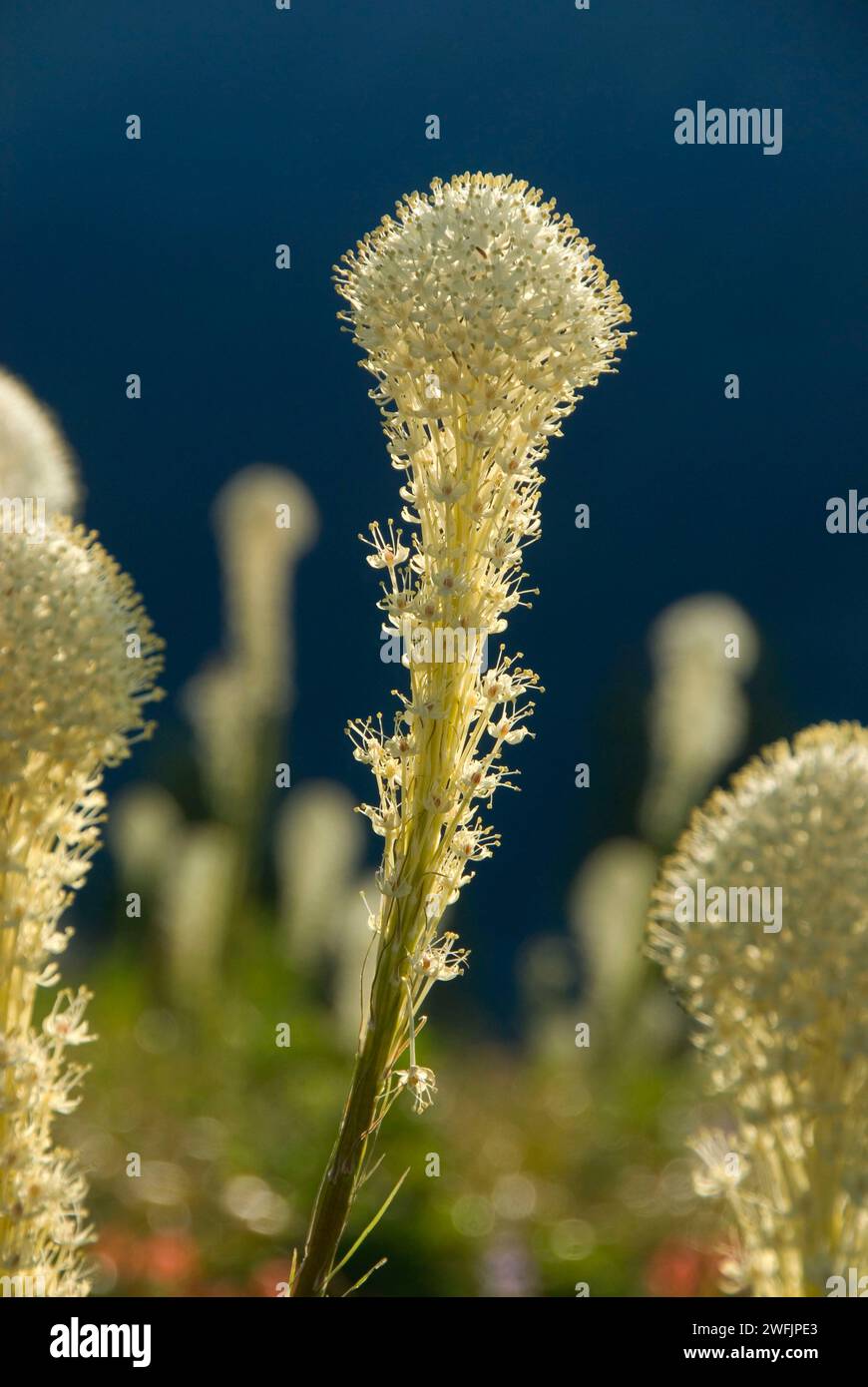 Beargrass (Xerophyllum tenax) bloom along Coffin Mountain Trail ...