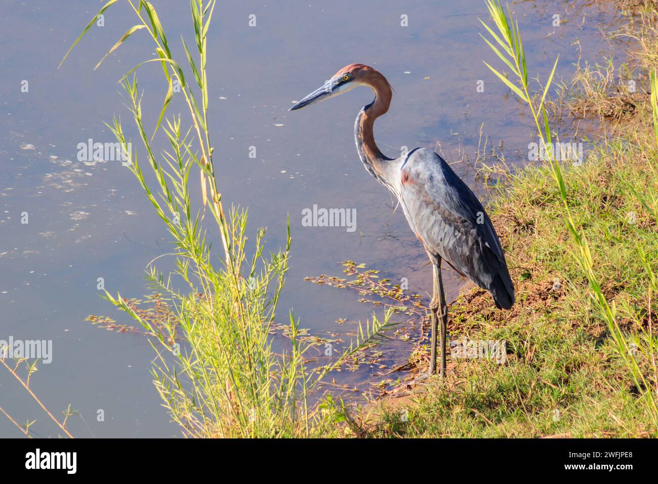 View of Goliath heron (Ardea goliath) walking around a lake, Kruger ...