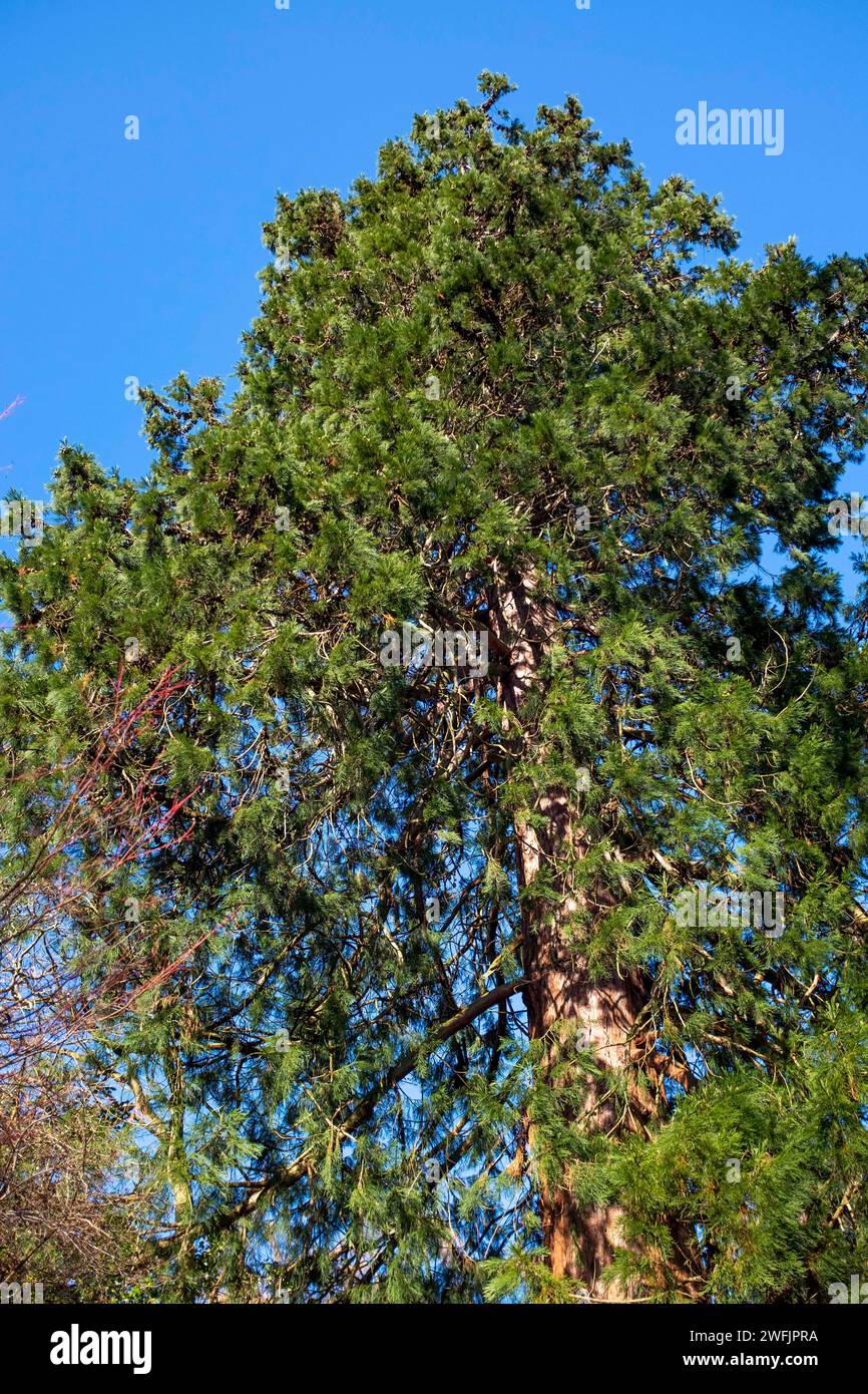 Tall Redwood trees at Leonardslee Gardens and sculpture park at Lower ...
