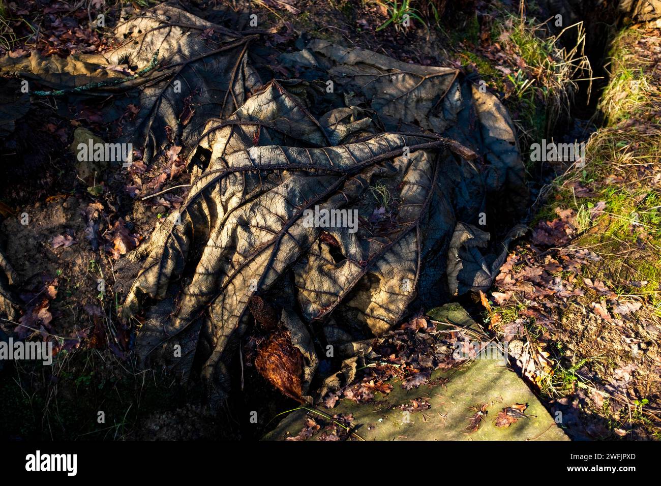 Old leaves in winter at Leonardslee Gardens and sculpture park at Lower ...