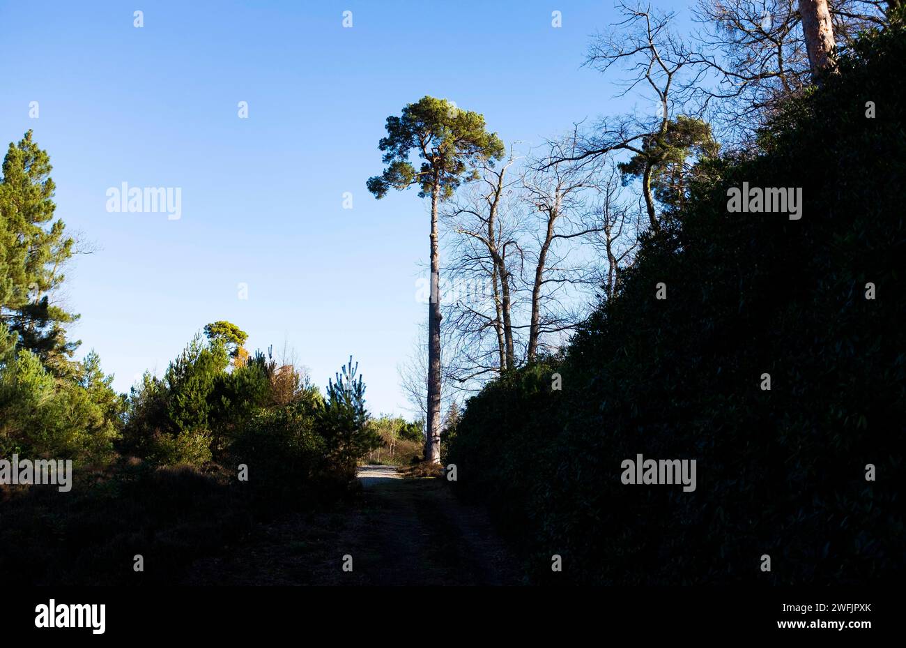 Tall trees at Leonardslee Gardens and sculpture park at Lower Beeding ...