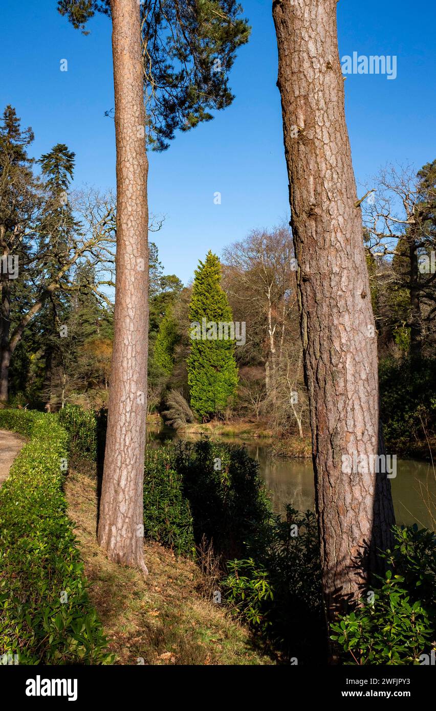Tall trees at Leonardslee Gardens and sculpture park at Lower Beeding ...