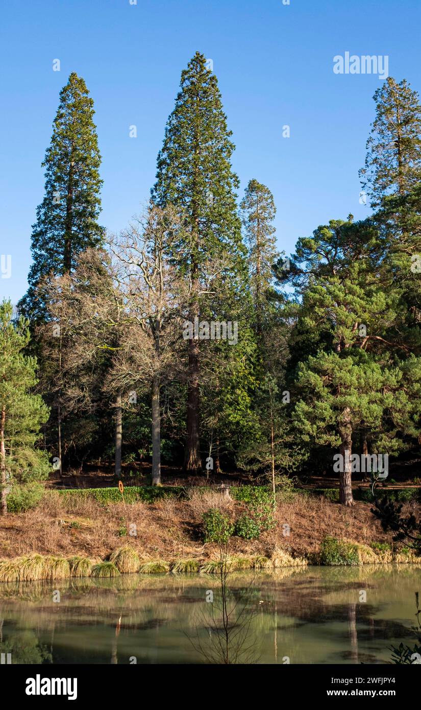 Tall trees at Leonardslee Gardens and sculpture park at Lower Beeding ...