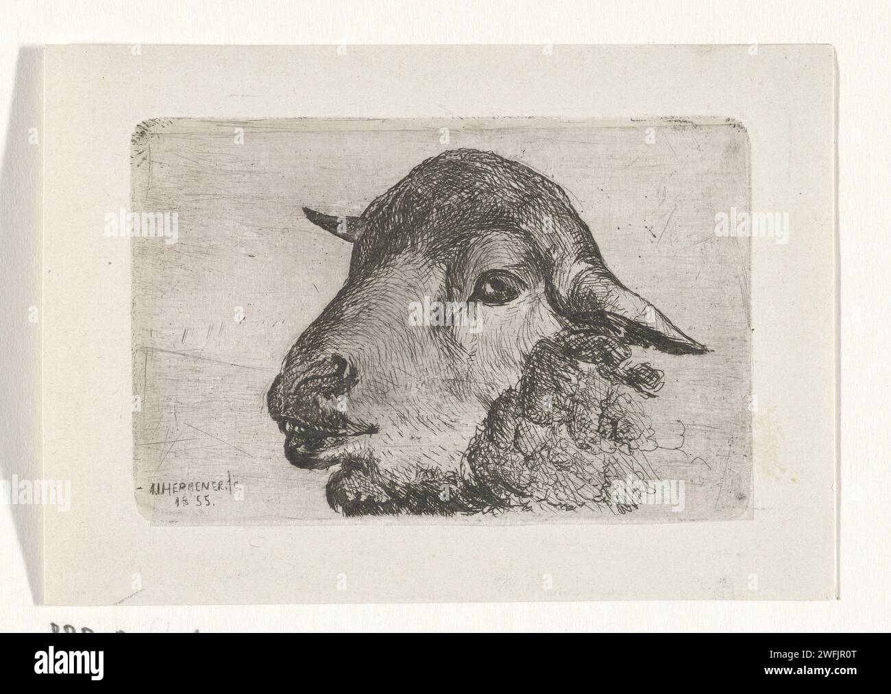 Schapenkop, Jan Heppener, 1855 print The Hague paper. etching sheep ...