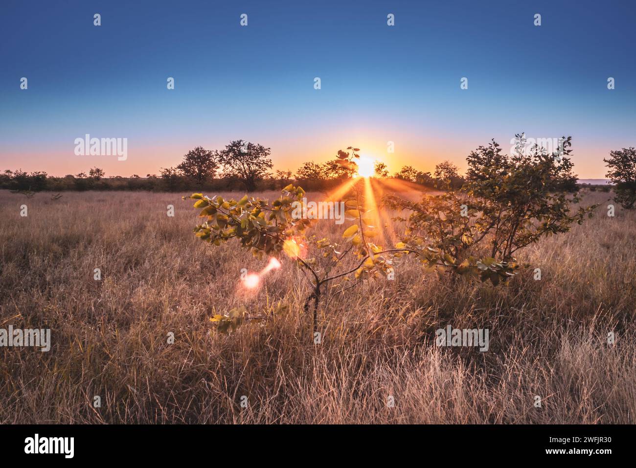 Travelling through a dry bushveld landscape covered in mopani and ...
