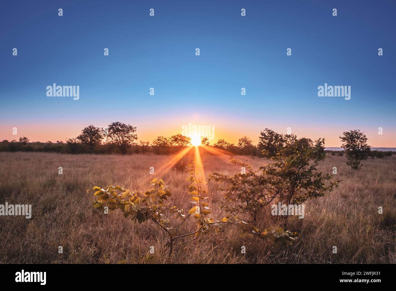Sunset silhouette bushveld trees hi-res stock photography and images ...
