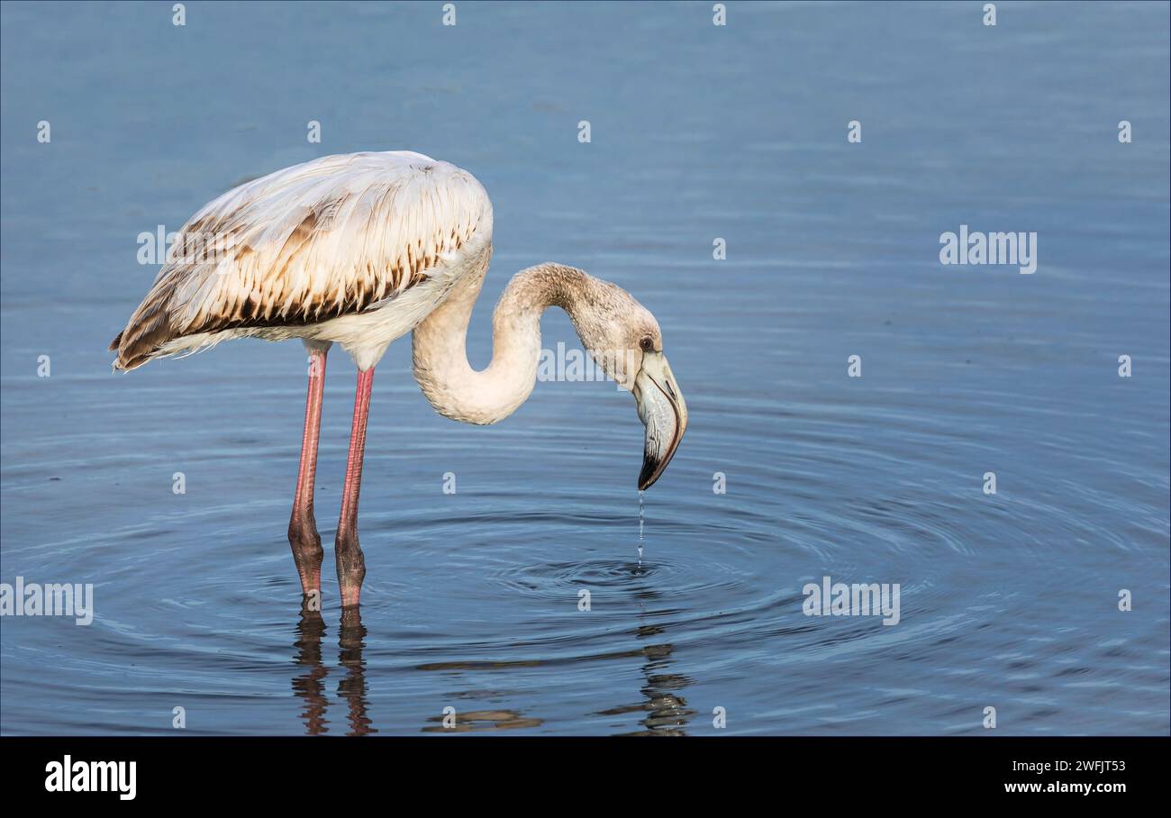 Greater Flamingo young bird causing ripples in a lake with water ...