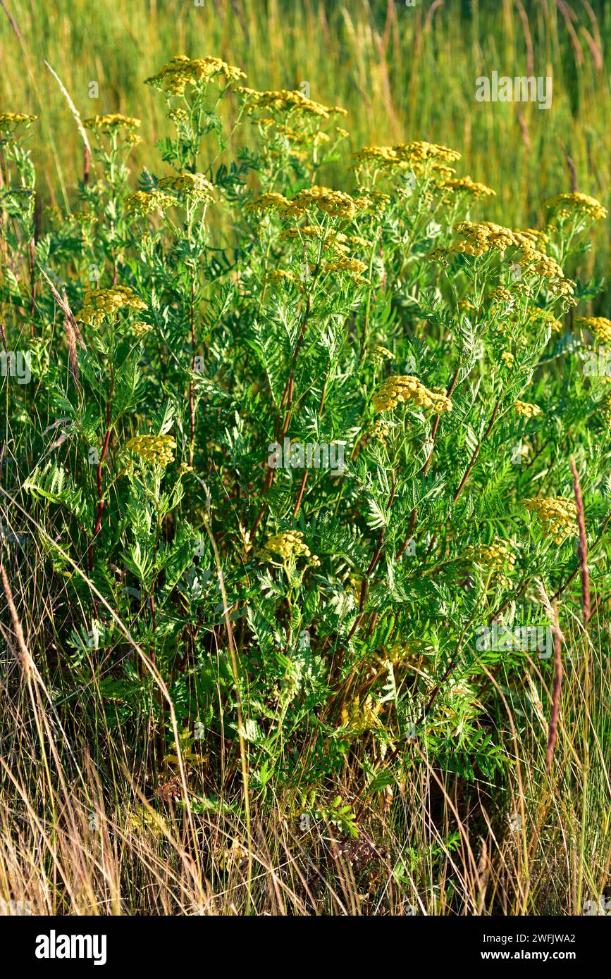 Hierba medicinal tanacetum hi-res stock photography and images - Alamy