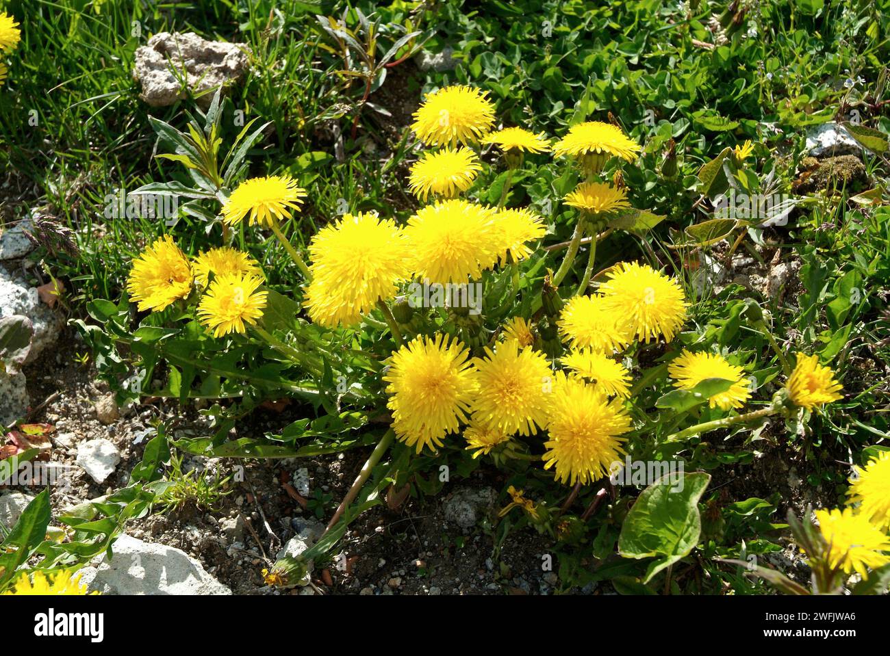 Dandelion (Taraxacum officinale) is a perennial herb edible and ...
