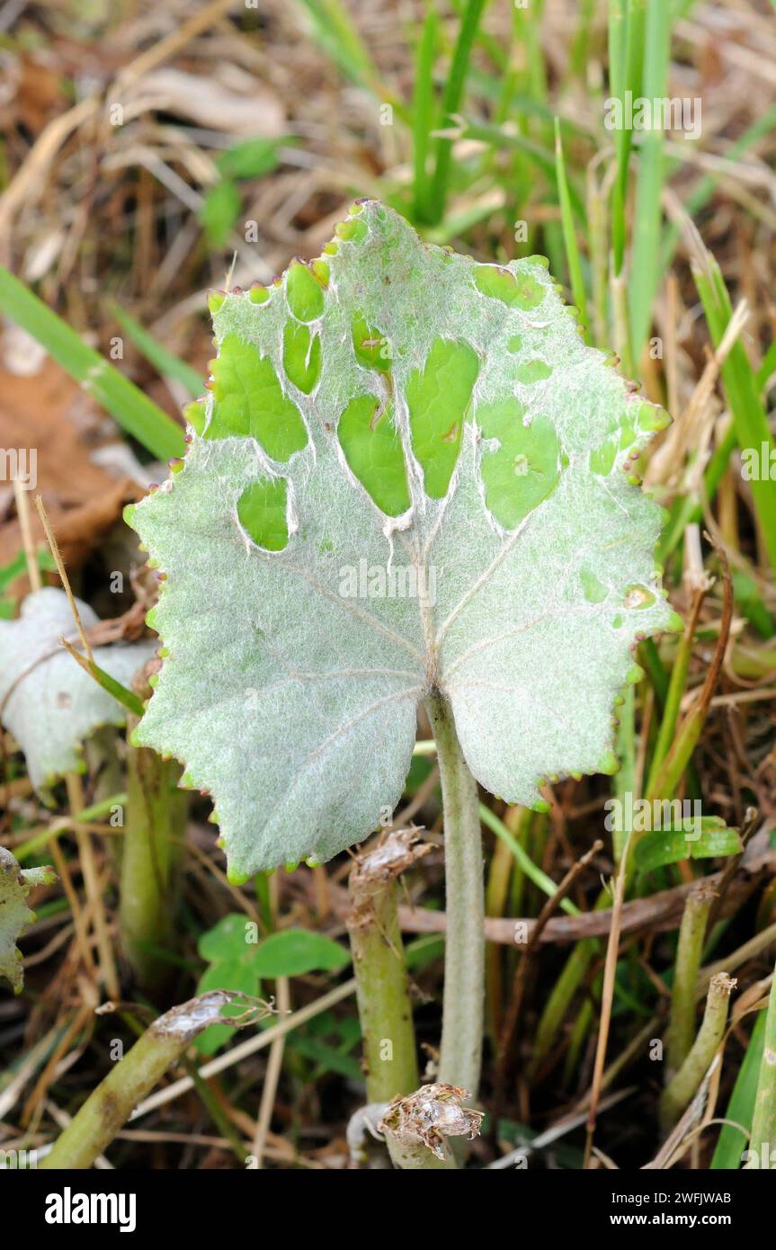 Tussilago farfara leave hi-res stock photography and images - Alamy