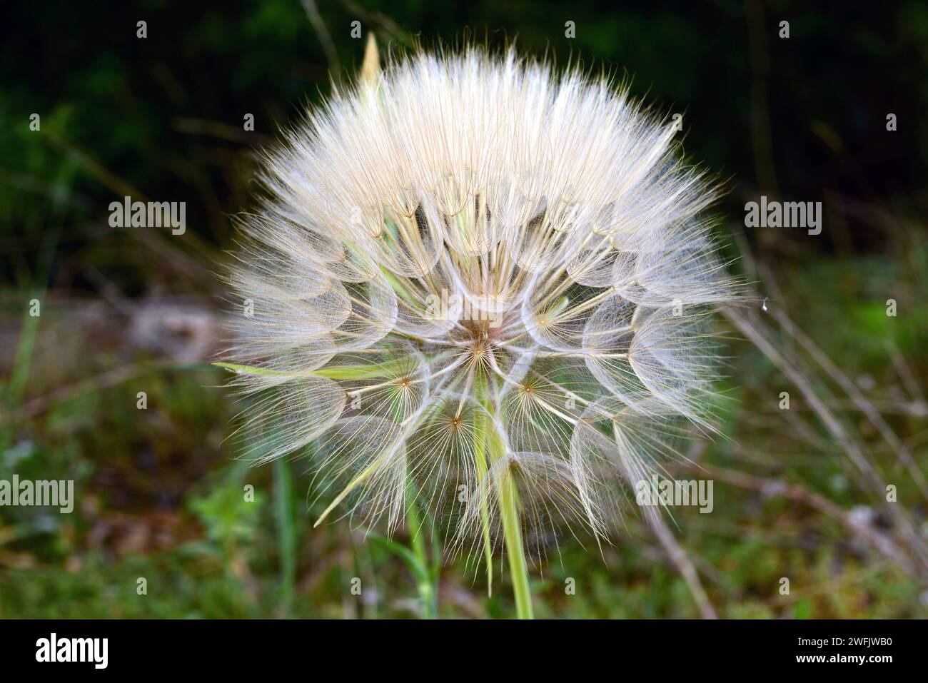 Smooth golden fleece (Urospermum dalechampii) is a perennial herb ...