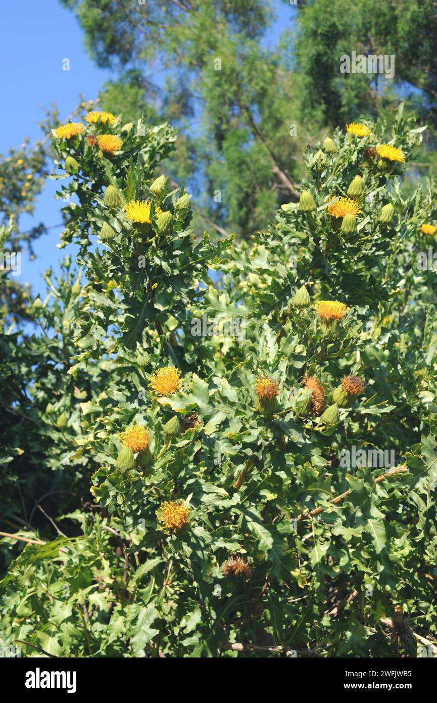 Warionia saharae is an aromatic shrub native to Morocco and Algeria ...