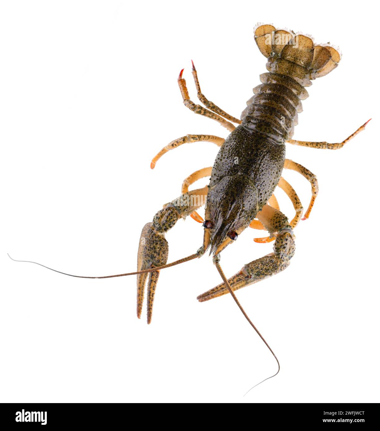 Live crayfish isolated on white background. Clipping path. Top view Stock Photo - Alamy