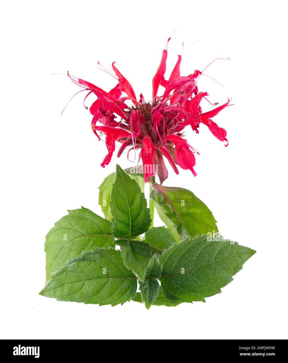 Bergamot flower with green leaves isolated on a white background ...