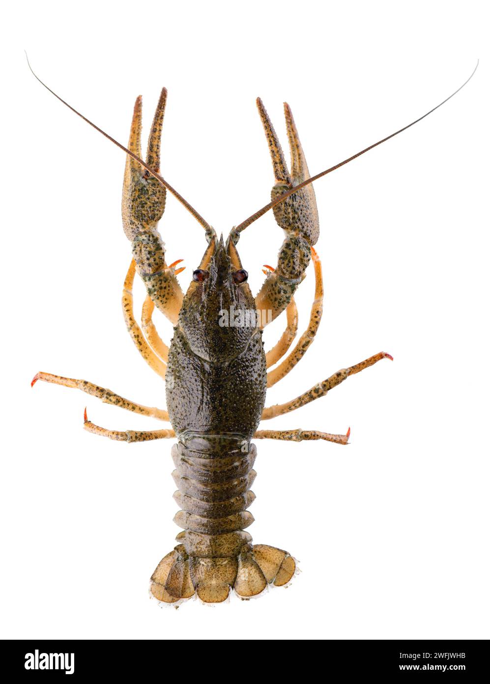 Live crayfish isolated on white background. Clipping path. Top view ...