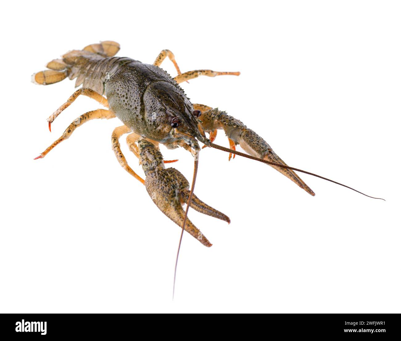 Live crayfish isolated on white background. Clipping path Stock Photo ...